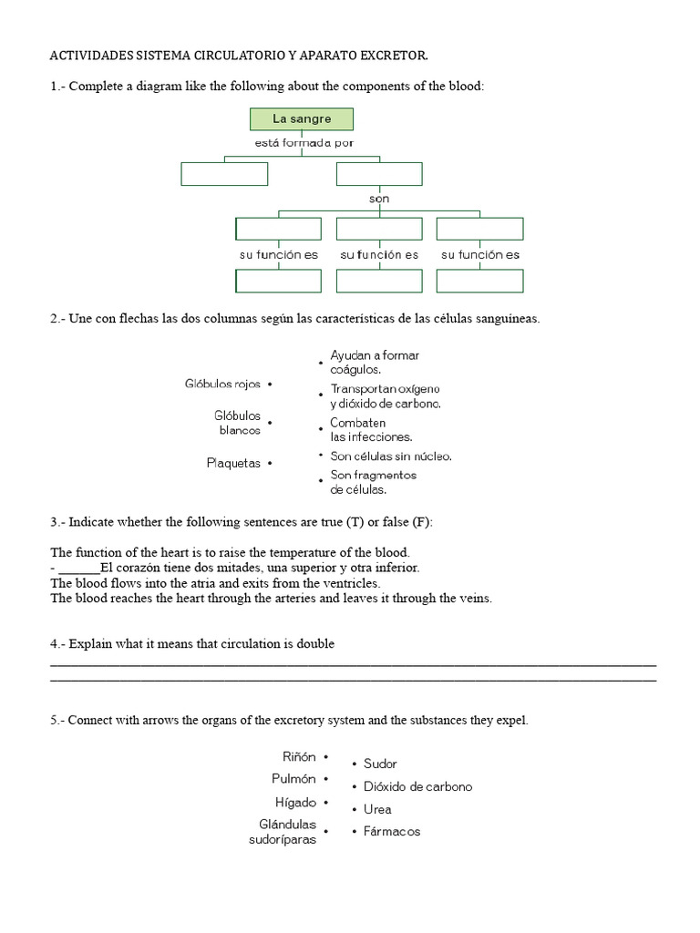 Circulatory and Excretory System Activities | PDF