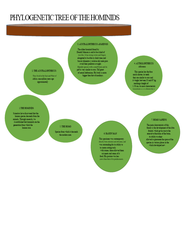 Hominid Phylogenetic Tree Overview | PDF | Homo | Paleoanthropology