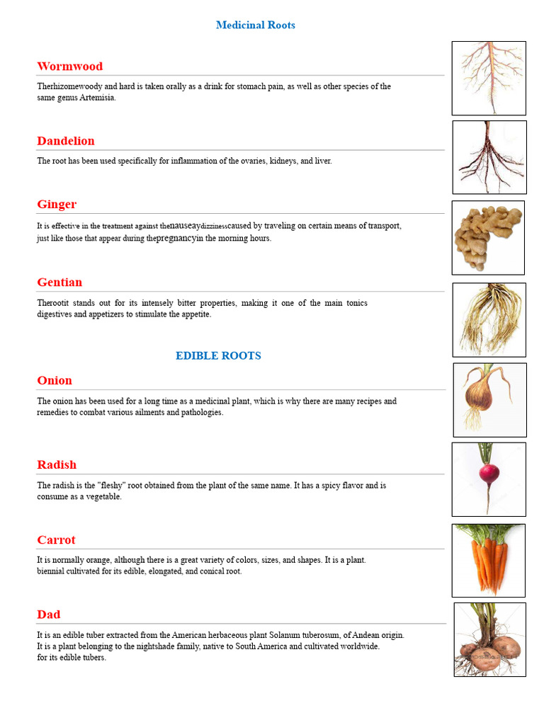 Medicinal and Edible Roots | PDF