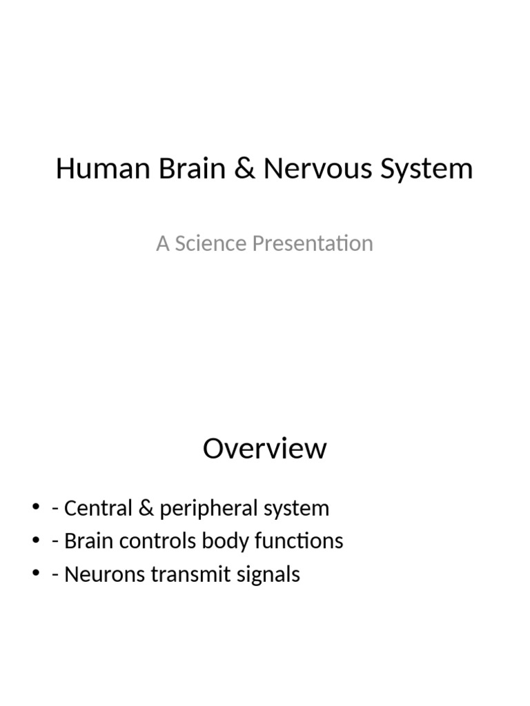 Human Brain & Nervous System | PDF