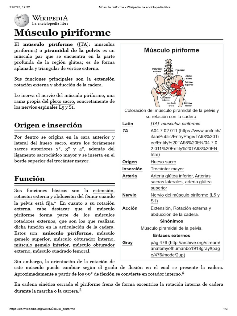 Músculo Piriforme | PDF | Anatomía del miembro inferior | Anatomía humana