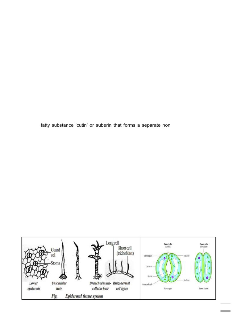 Plant Tissue Systems Explained | PDF | Plant Stem | Leaf