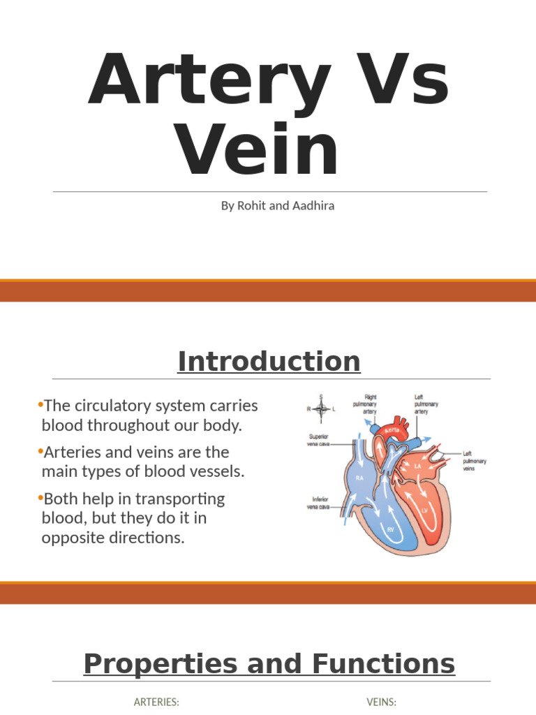 Artery Vs Vein | PDF