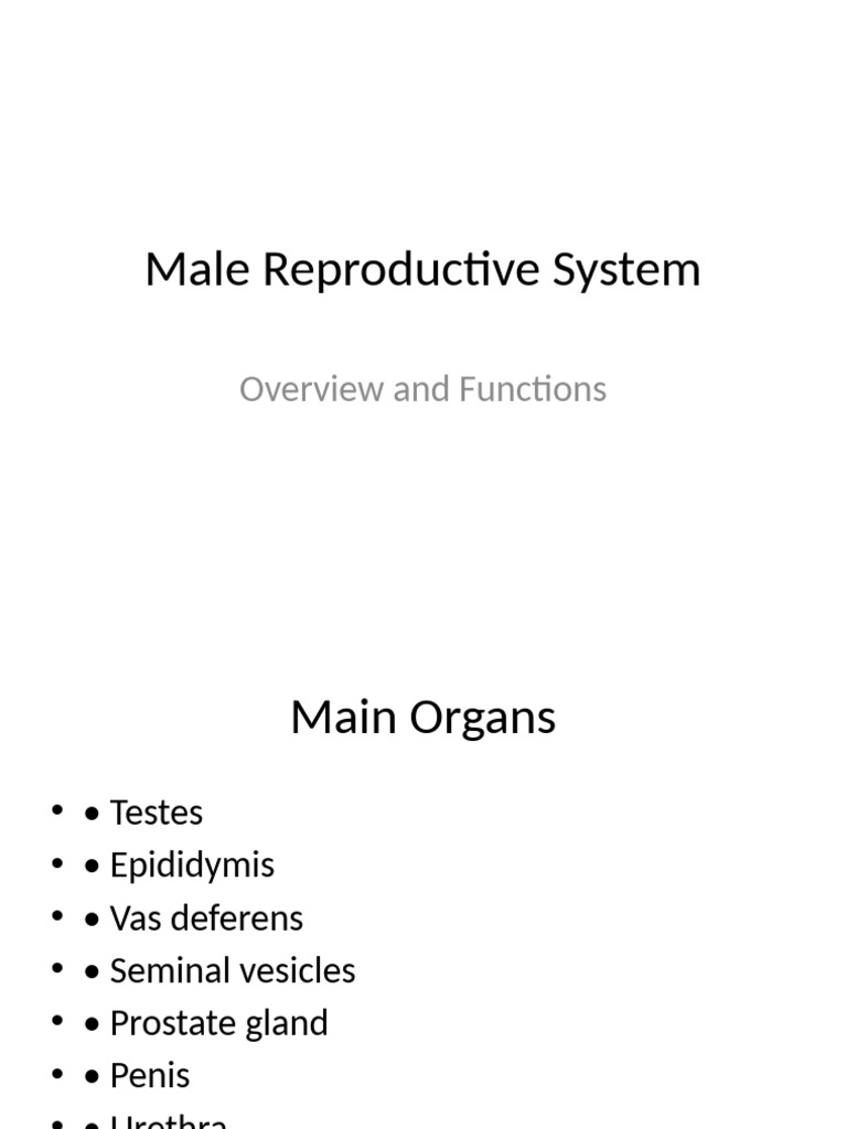 Male Reproductive System Presentation Pdf