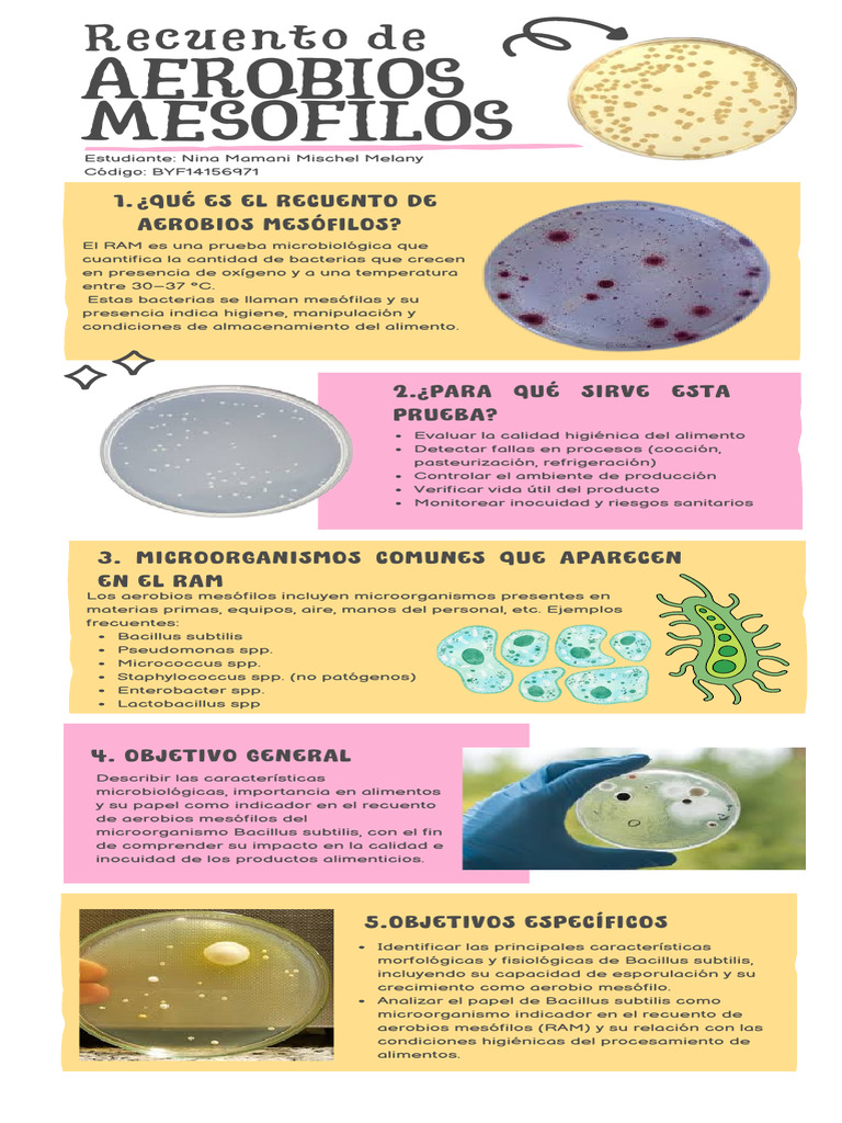 Recuento de Aerobios Mesofilos | PDF | Bacilo | Microorganismo