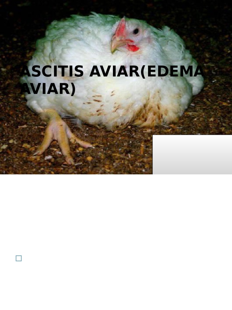 Ascitis Aviar (Edema Aviar) | PDF | Edema | Vena