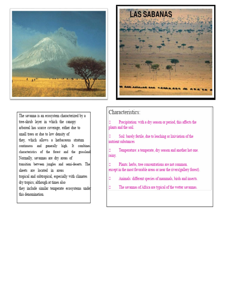 Sheets and Prairies | PDF | Savanna | Grassland
