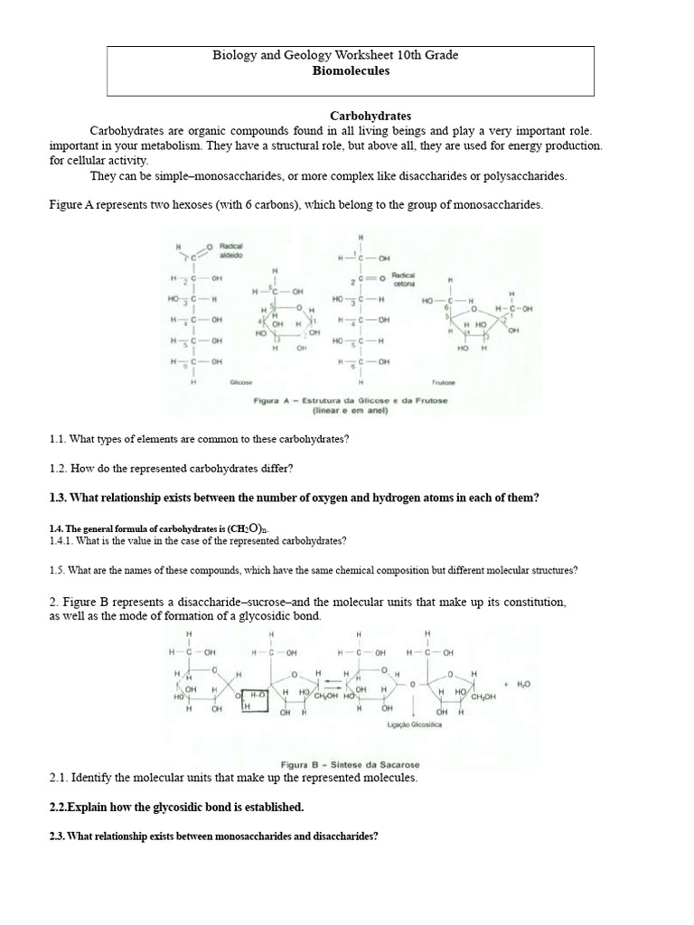 10th Grade Biology: Carbohydrates & Lipids Worksheet | PDF ...