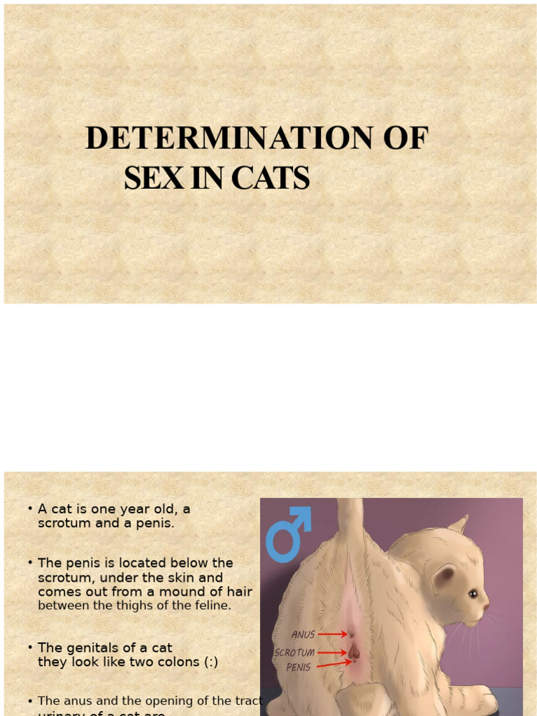 How to Determine Cat Sex Easily | PDF