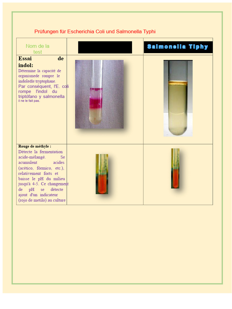 Tests de détection d'E. Coli et Salmonella | PDF | Fermentation | Enzyme