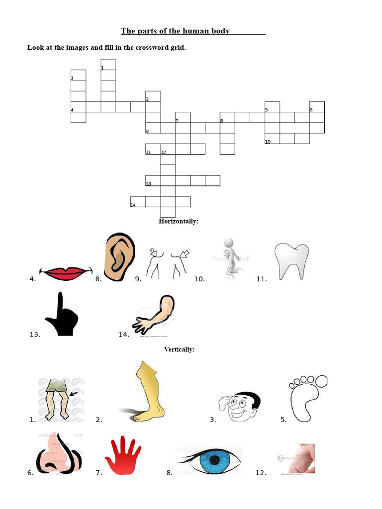 Human Body Parts Crossword Puzzle | PDF