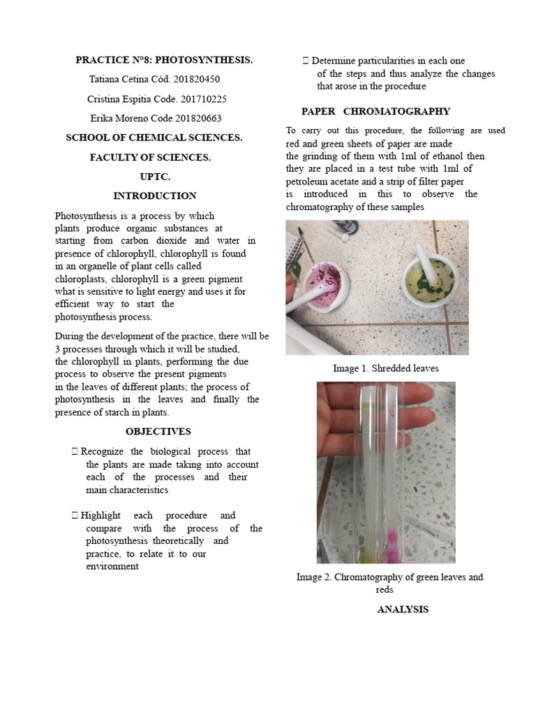 Report 8 Photosynthesis | PDF | Photosynthesis | Plants
