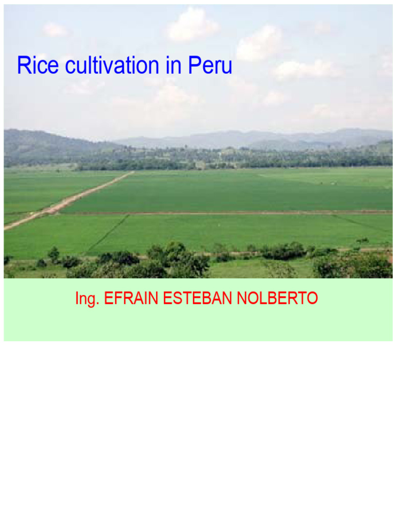 Rice Cultivation | PDF | Rice | Tillage