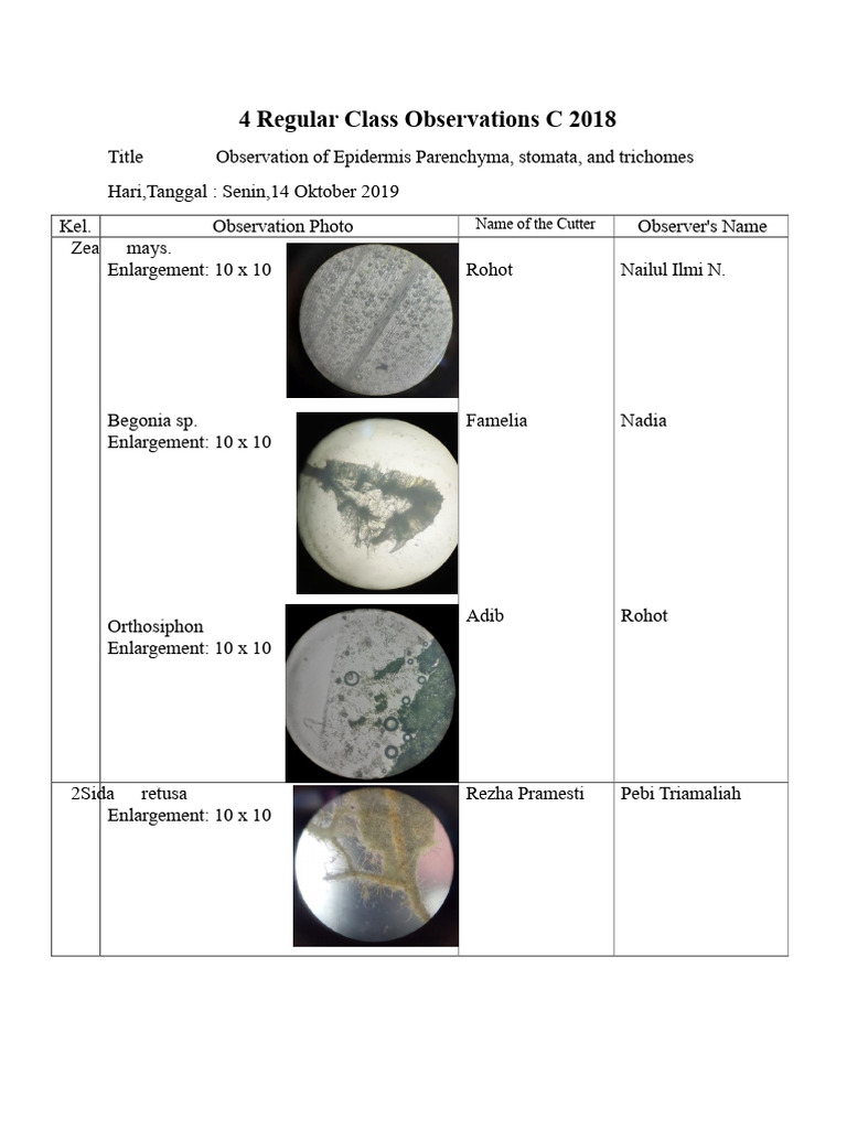 Plant Cell Structure Observations | PDF
