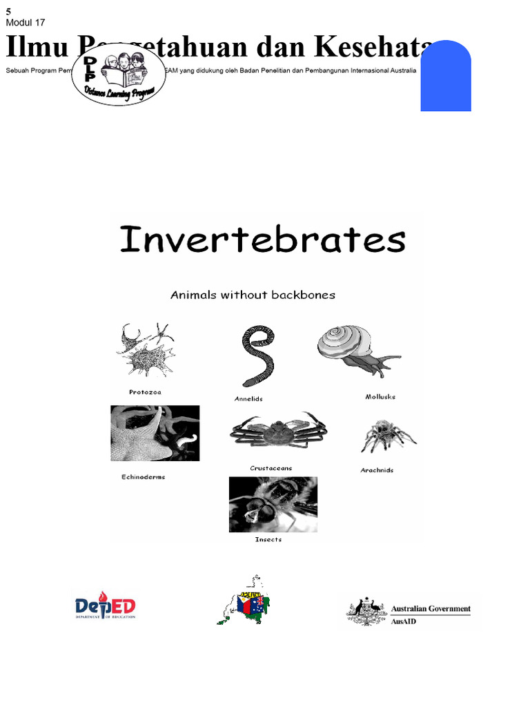 Invertebrata PDF | PDF