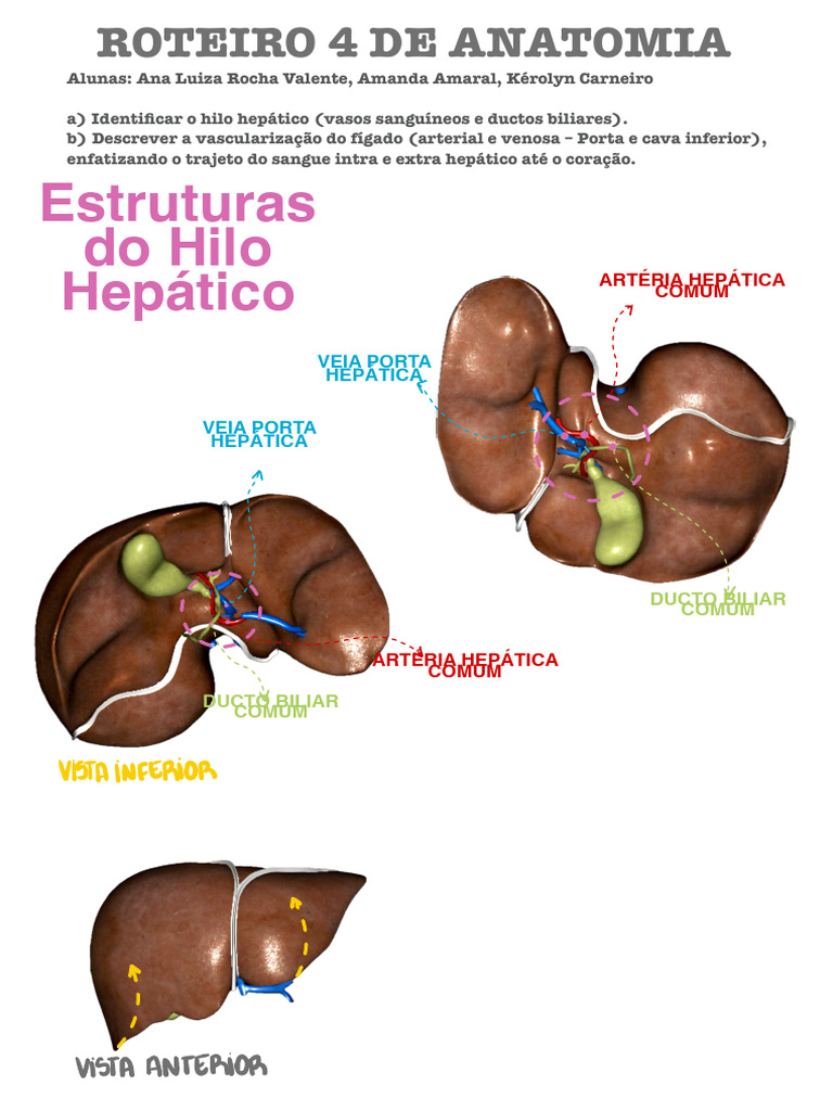 PATOLOGIAS BILIARES + ROTEIRO M23 CIRCULAÇÃO PORTAL FÍGADO | PDF
