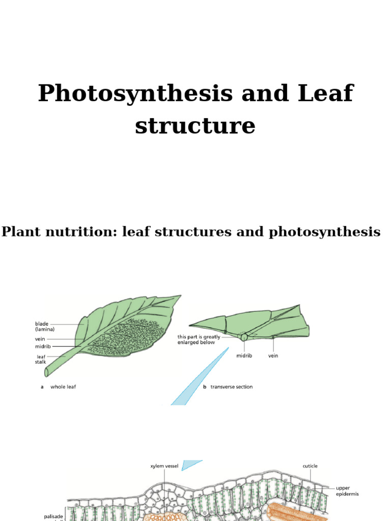 Photosynthesis and Leaf Structure Explained | PDF