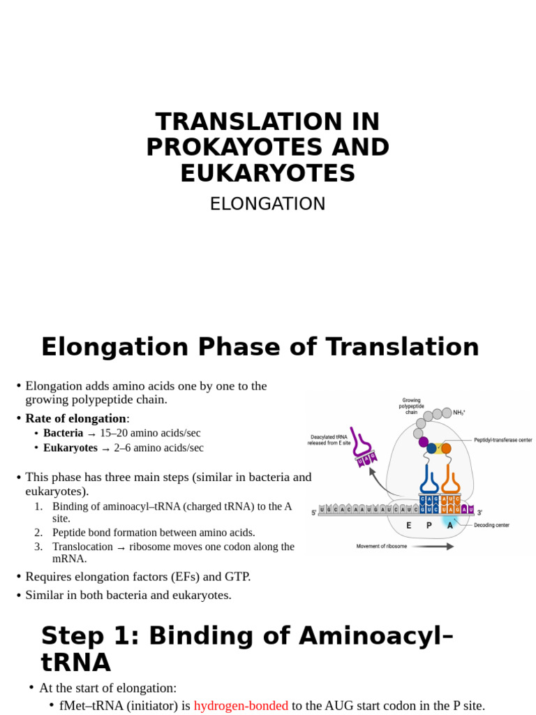 Elongation Translation | PDF | Ribosome | Translation (Biology)