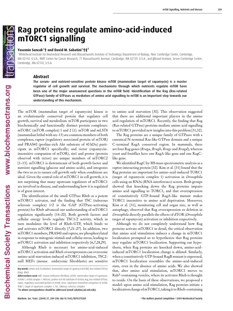 Rag Proteins Regulate Amino-Acid-Induced | PDF | Mechanistic Target Of ...