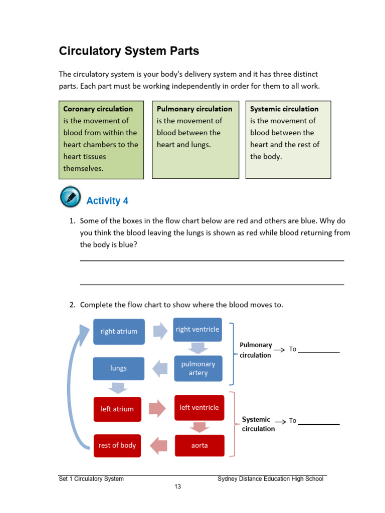 Circulatory System Parts | PDF