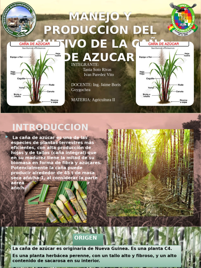Manejo y Producción de Caña de Azúcar | PDF | Caña de azúcar | Agricultura