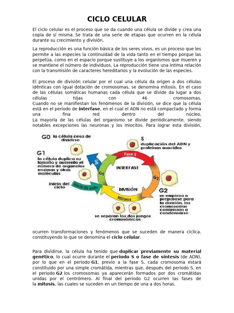 CICLO CELULAR | PDF | Mitosis | Mitosis