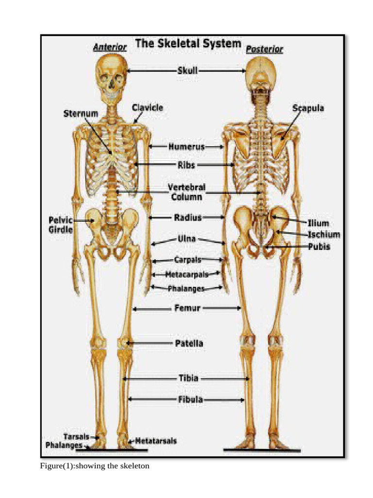 3 Skelatal System | PDF | Vertebra | Skull