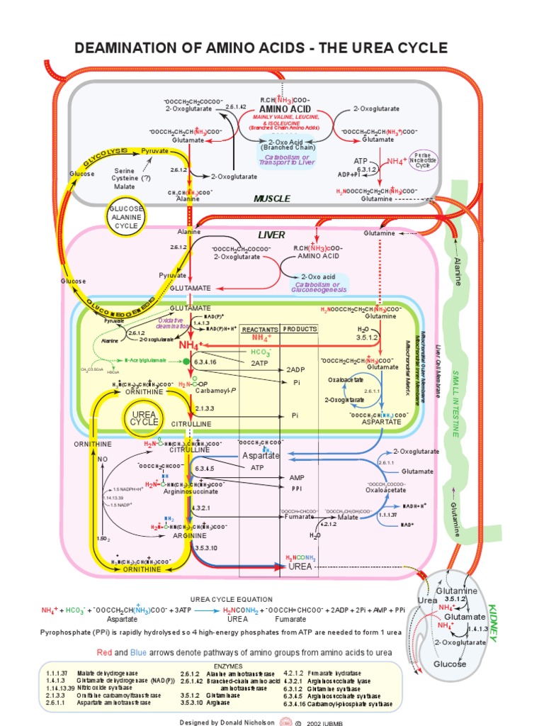 18 Deamination of Amino Acid - Urea Cycle | PDF
