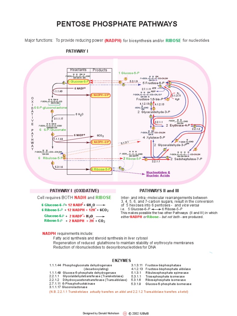 21 Pentose Phosphate Pathways | PDF