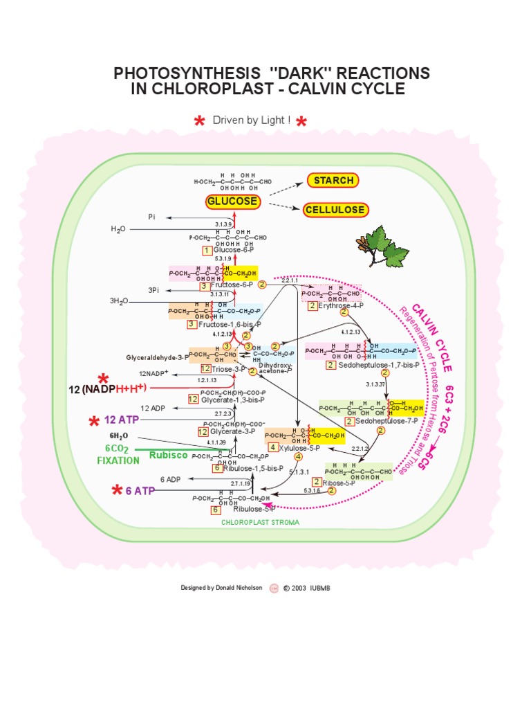 Photosynthesis "Dark" Reactions in Chloroplast - Calvin Cycle | PDF ...