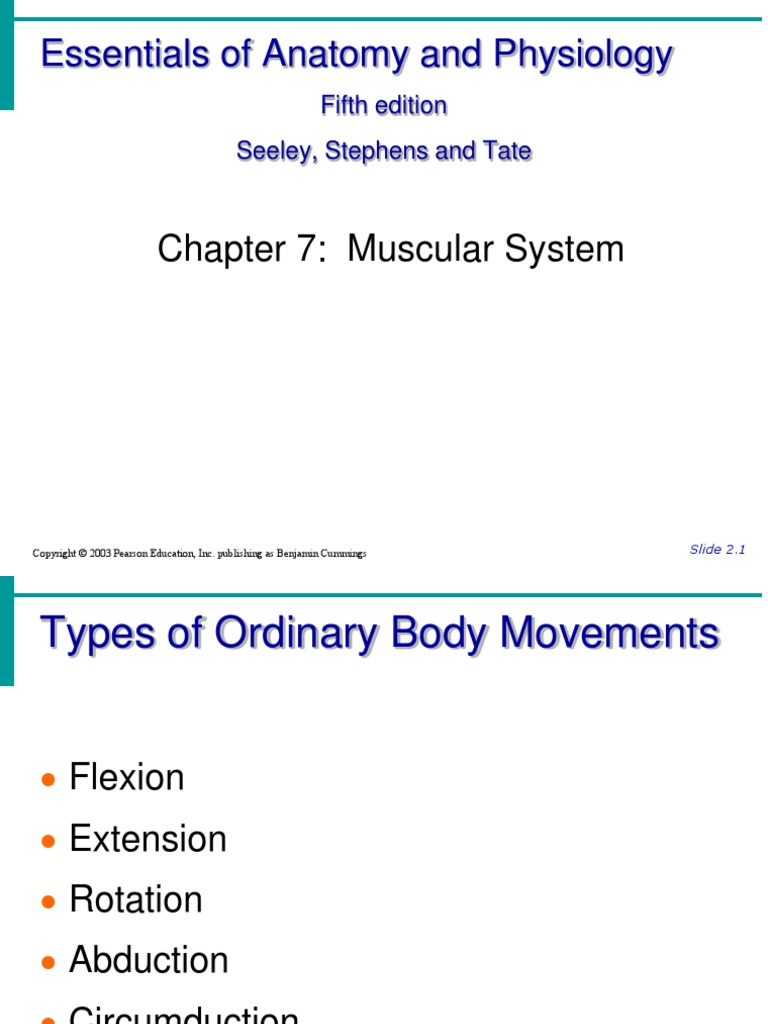 Essentials of Anatomy and Physiology: Chapter 7: Muscular System | PDF ...