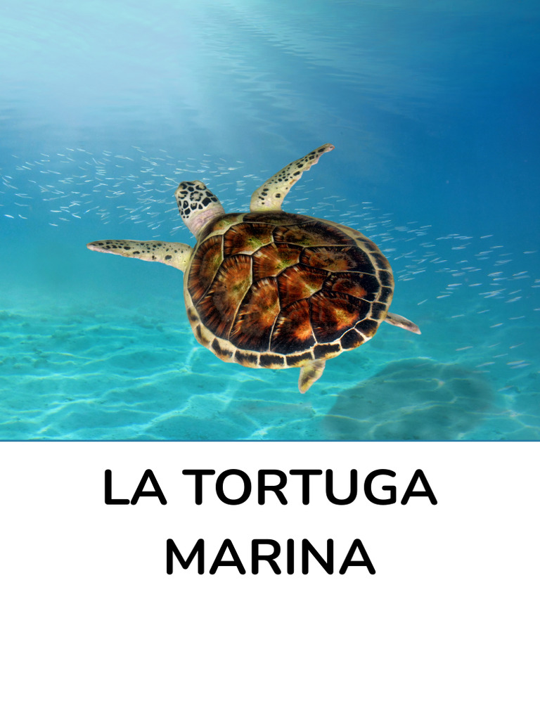 La Tortuga Marina | PDF