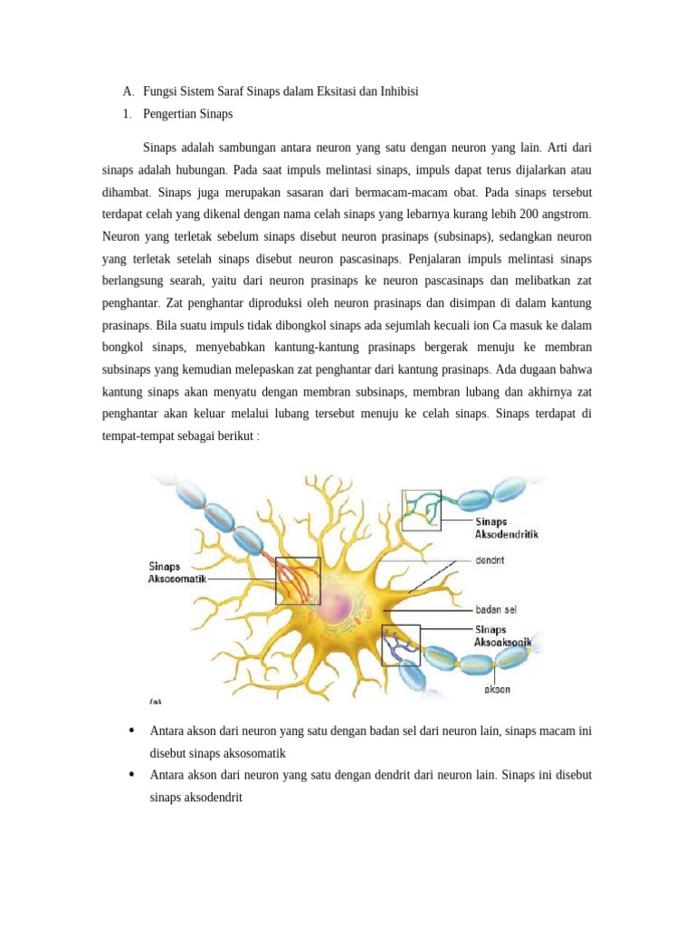 Fungsi Sistem Saraf Sinaps | PDF