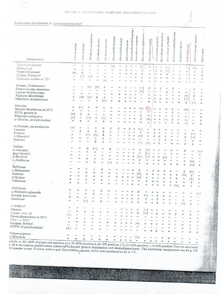 Tableau Identification Enterobacteries | PDF