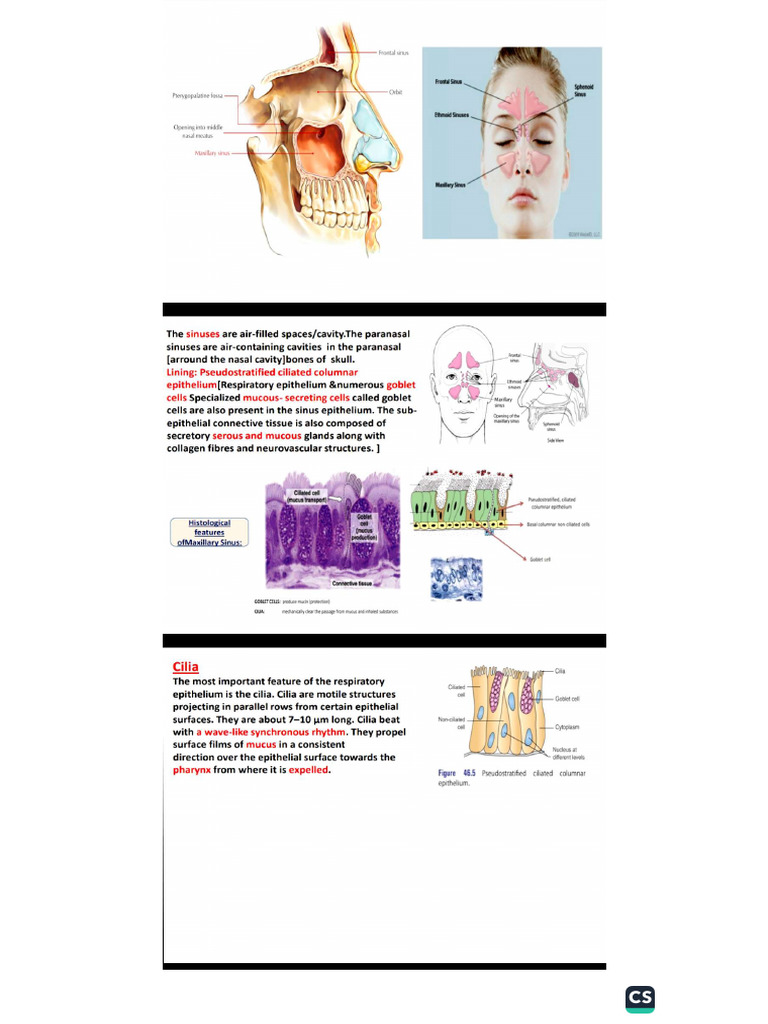 Maxillary Sinus Print | PDF