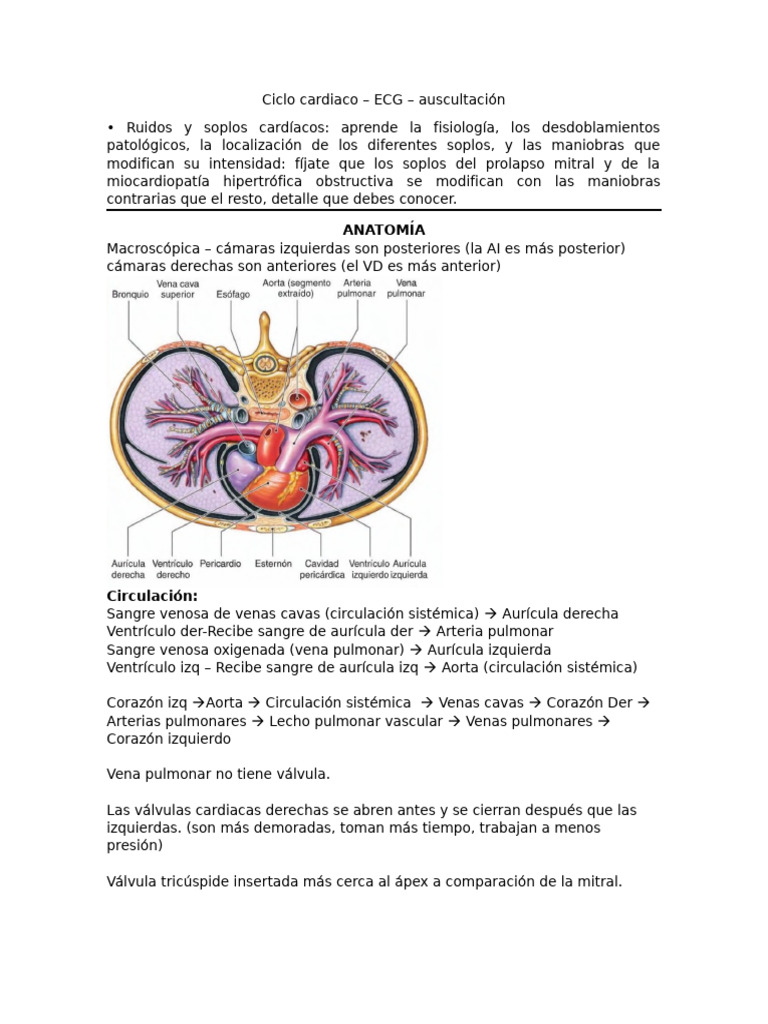 Cardiología Básicas - CICLO CARDIACO TRAZO ECG | PDF | Corazón ...