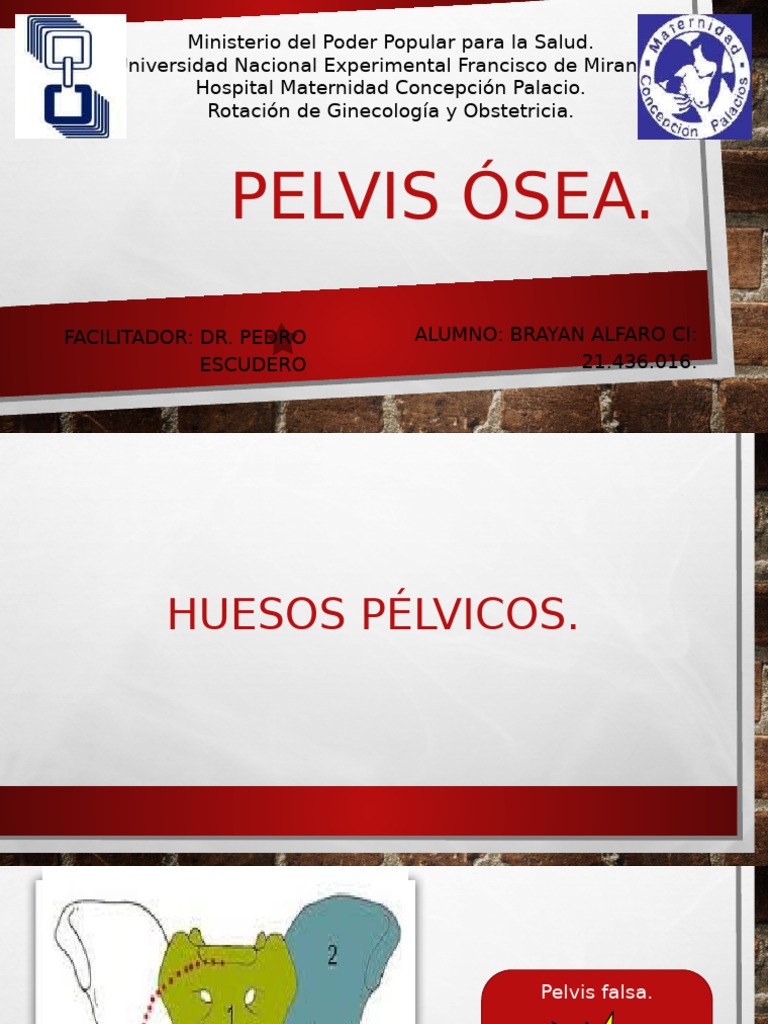 Características y Anatomía de la Pelvis | PDF | Pelvis | Sistema ...