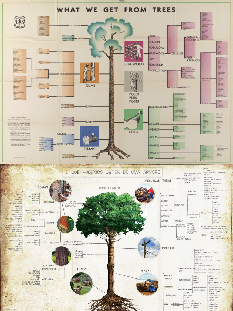 O Que Obtemos de Uma Árvore (What We Get From Trees) - BRA&USA, 3p ...
