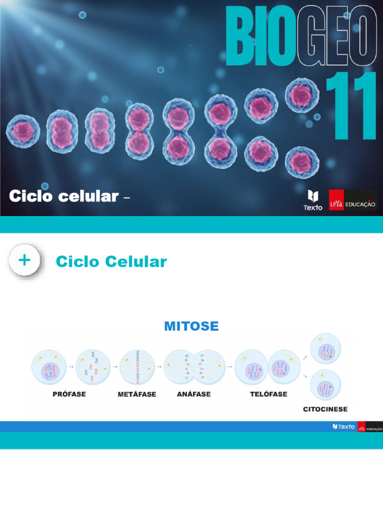 Ciclo celular I | PDF | Célula (Biologia) | Bioquímica