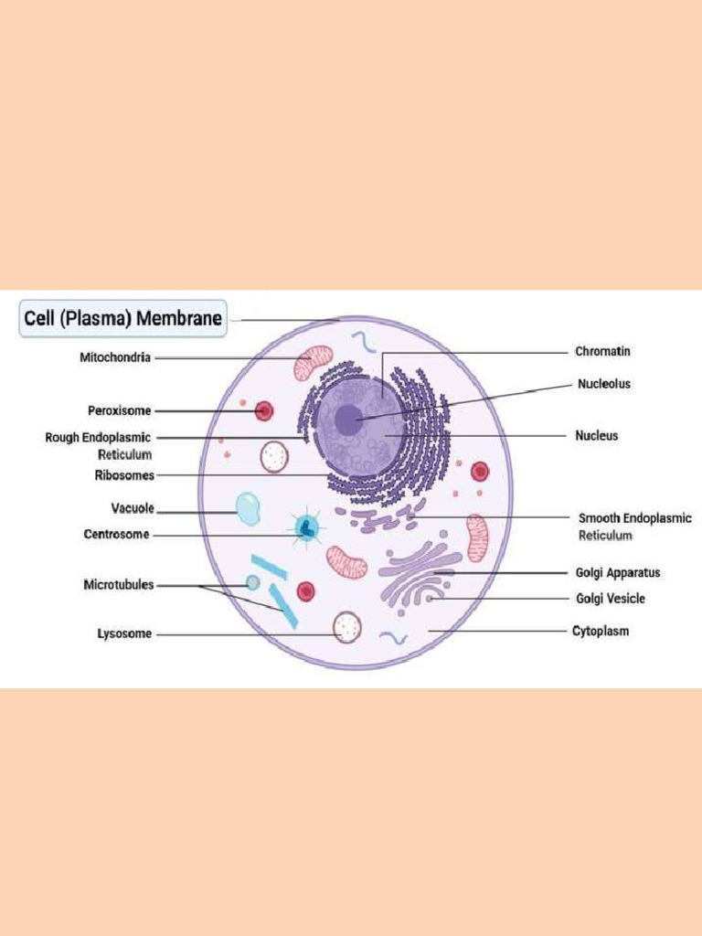 Grade 9 - Unit 3 Cells | PDF | Cell (Biology) | Endoplasmic Reticulum
