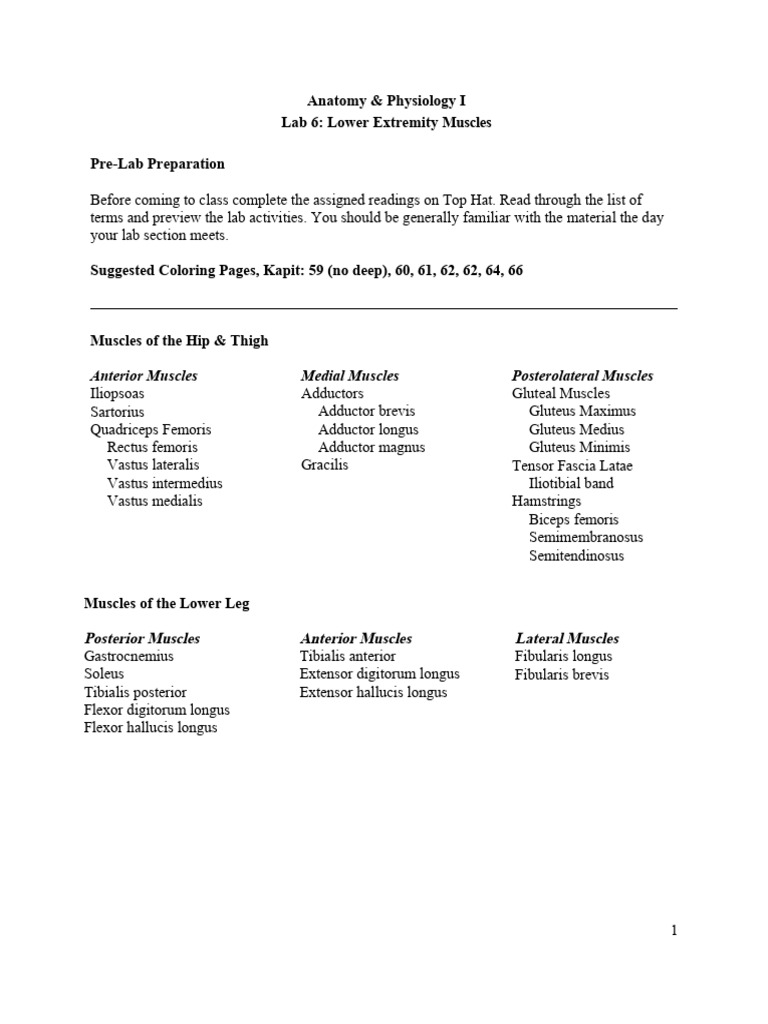 Lower Extremity Muscle Lab Guide | PDF | Human Leg | Foot