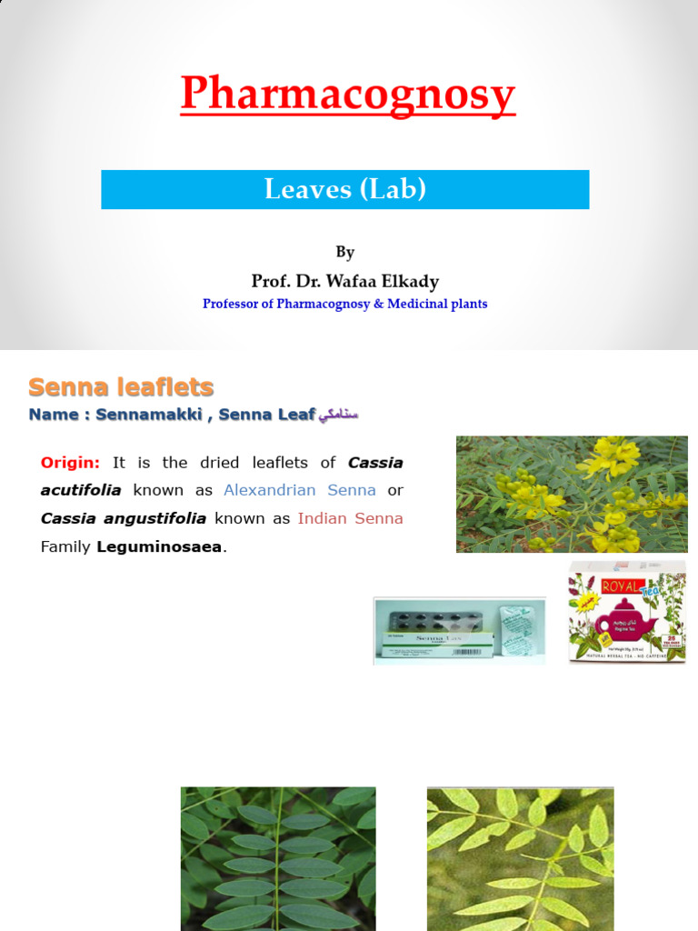 Practical (Leaves) | PDF | Leaf | Morphology (Biology)