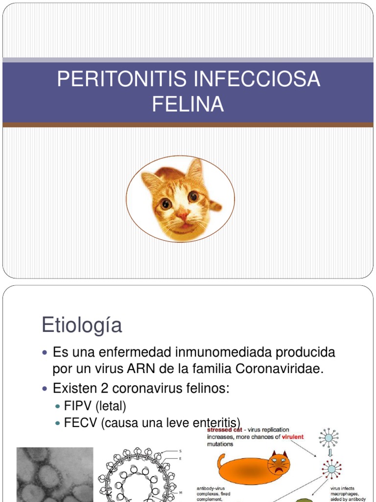 Peritonitis Infecciosa Felina: Guía Completa | PDF | Virus | Infección