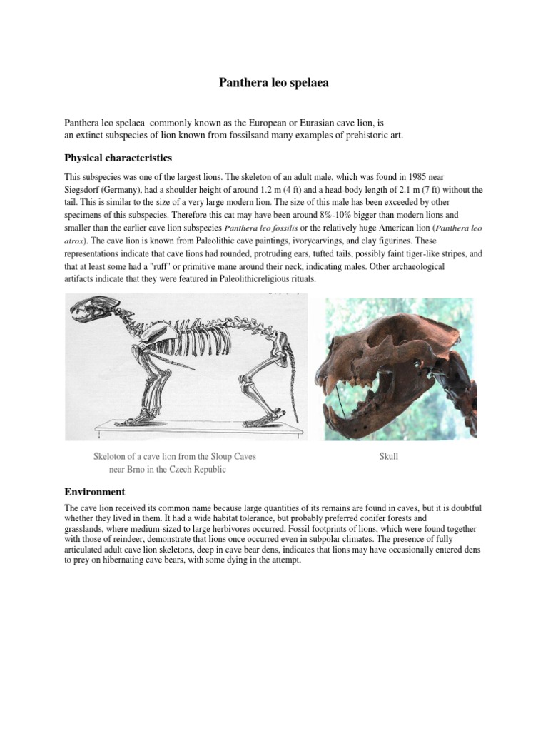 Panthera Leo Spelaea: Physical Characteristics | PDF | Lion | Organisms