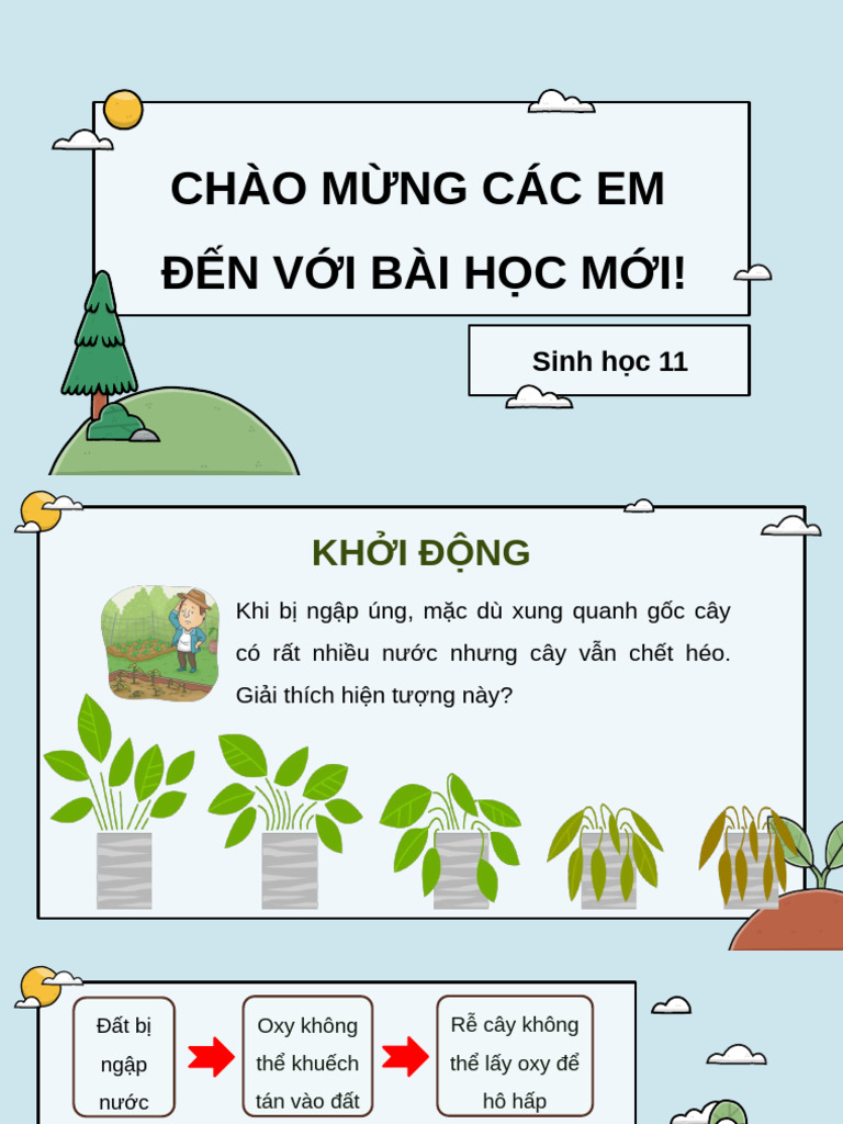 b5 Ho Hap o Thuc Vat VB | PDF