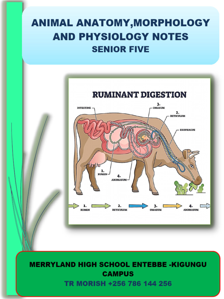 Animal Anatomy and Physiology Notes | PDF | Digestion | Ruminant