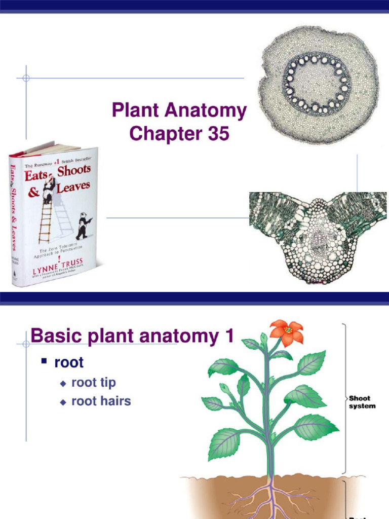 Plant Anatomy Chapter 35 | PDF