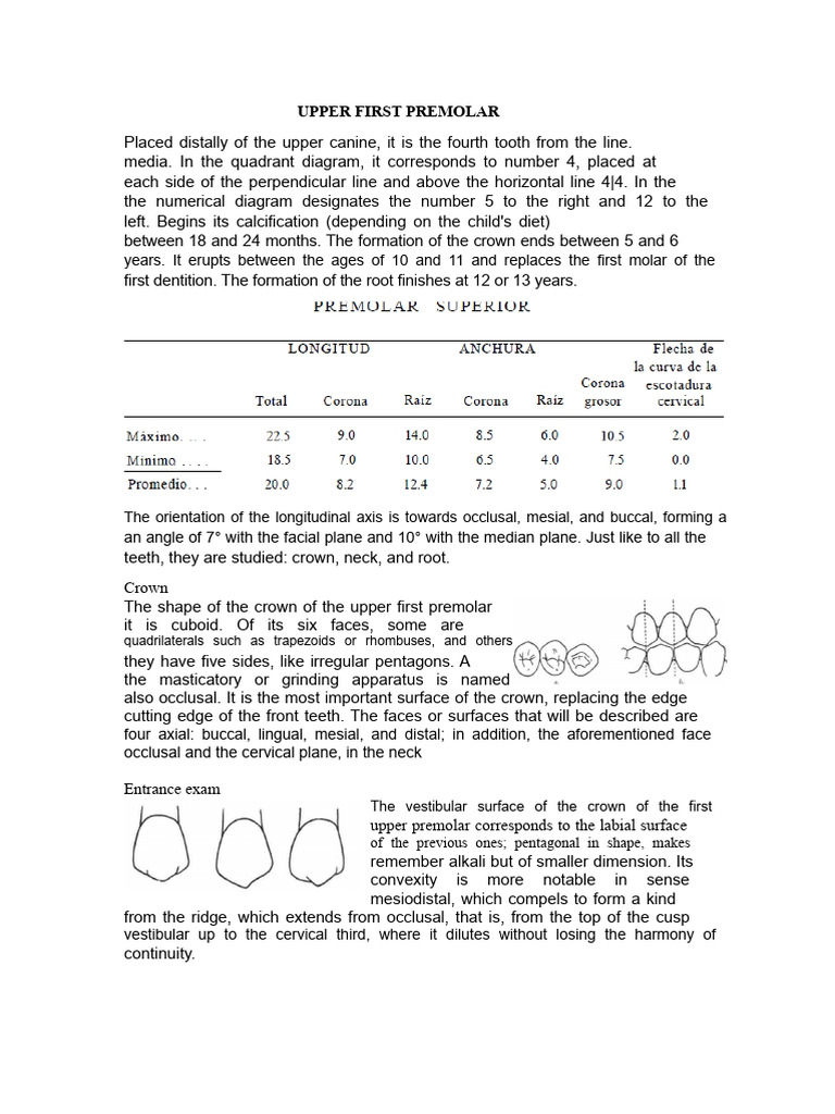 Upper First Premolar | PDF | Dental Anatomy | Tooth