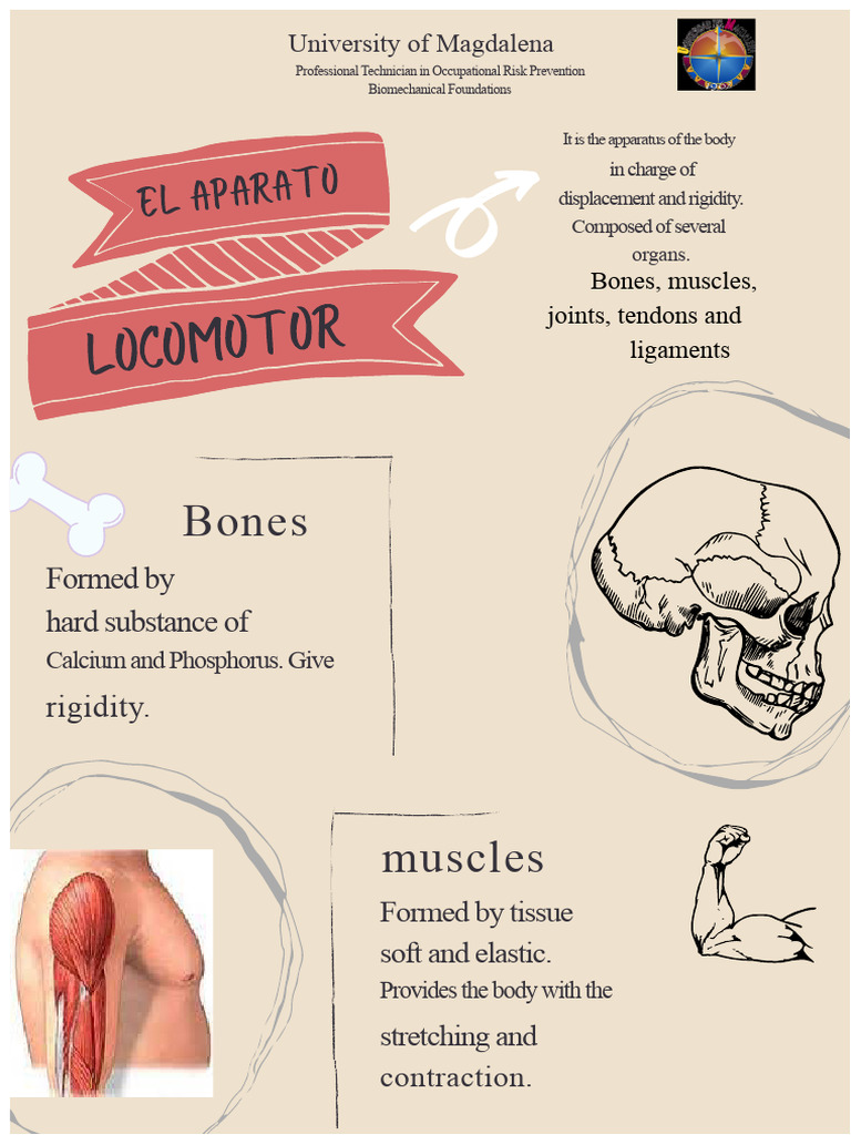 Infographic of The Locomotor System | PDF
