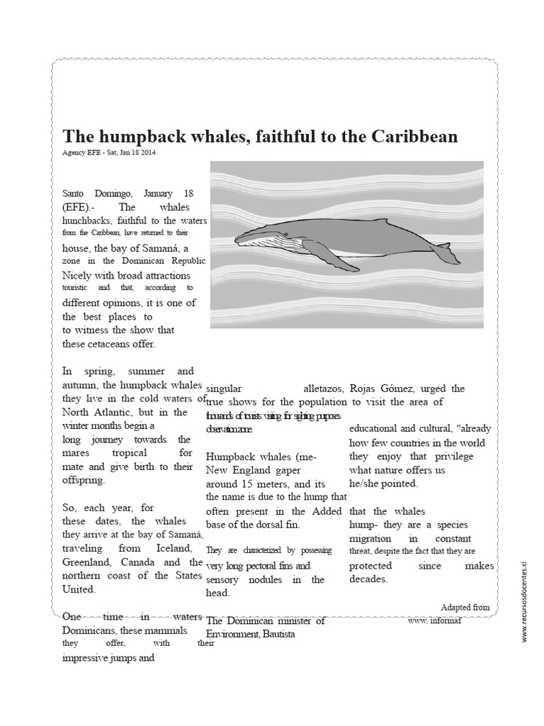 Reading The Humpback Whale Word | PDF | Whales | Dominican Republic
